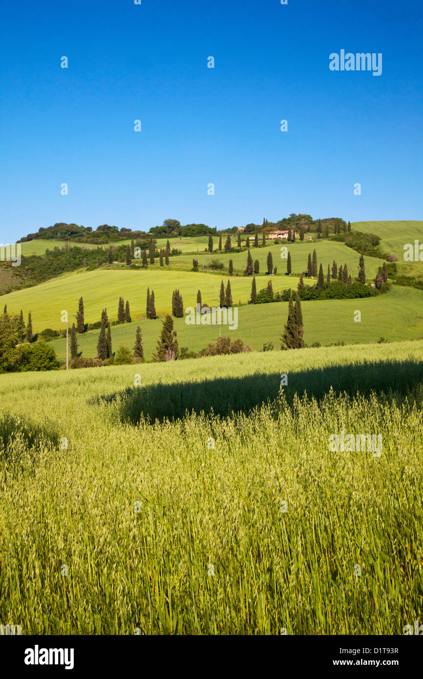 Europe, Italy, Tuscany. Famous road winding through the Tuscan hillside ...