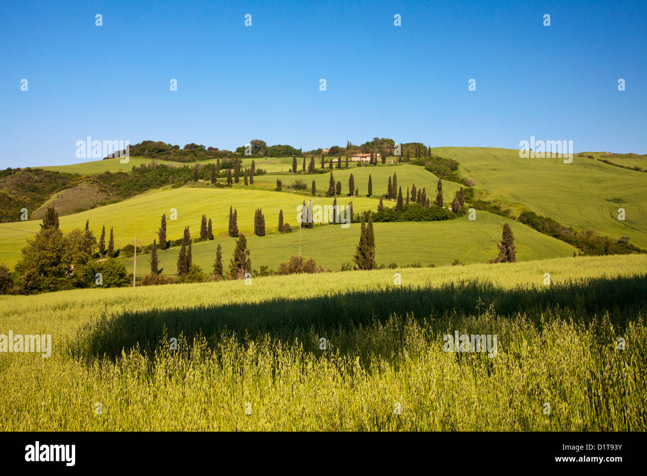 Europe, Italy, Tuscany. Famous road winding through the Tuscan hillside ...