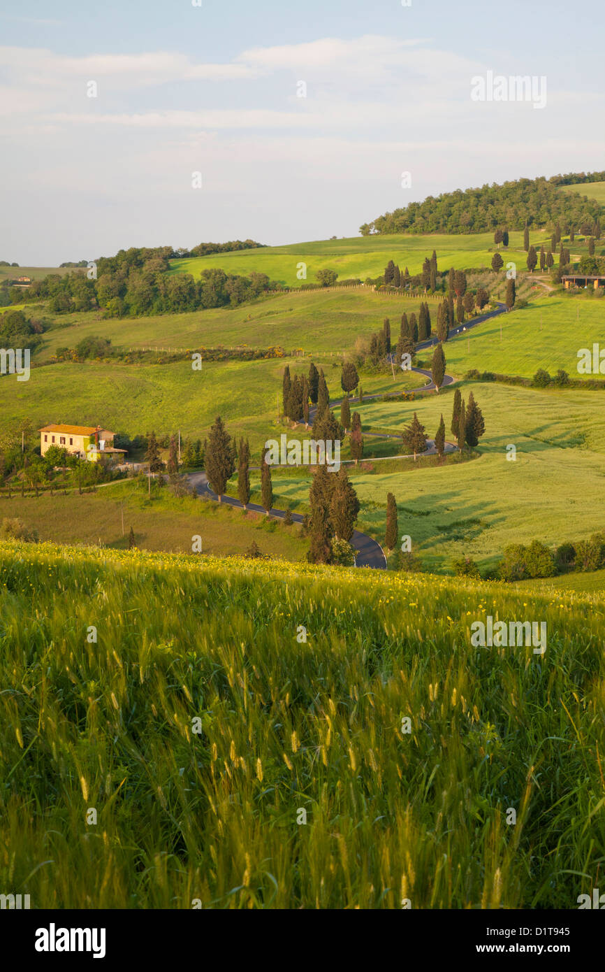 Europe, Italy, Tuscany. Famous road winding through the Tuscan hillside ...