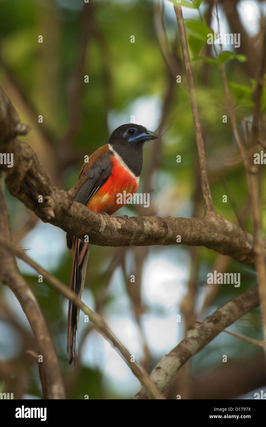 Male Malabar Trogon , the enigmatic phantom Western ghats of India ...