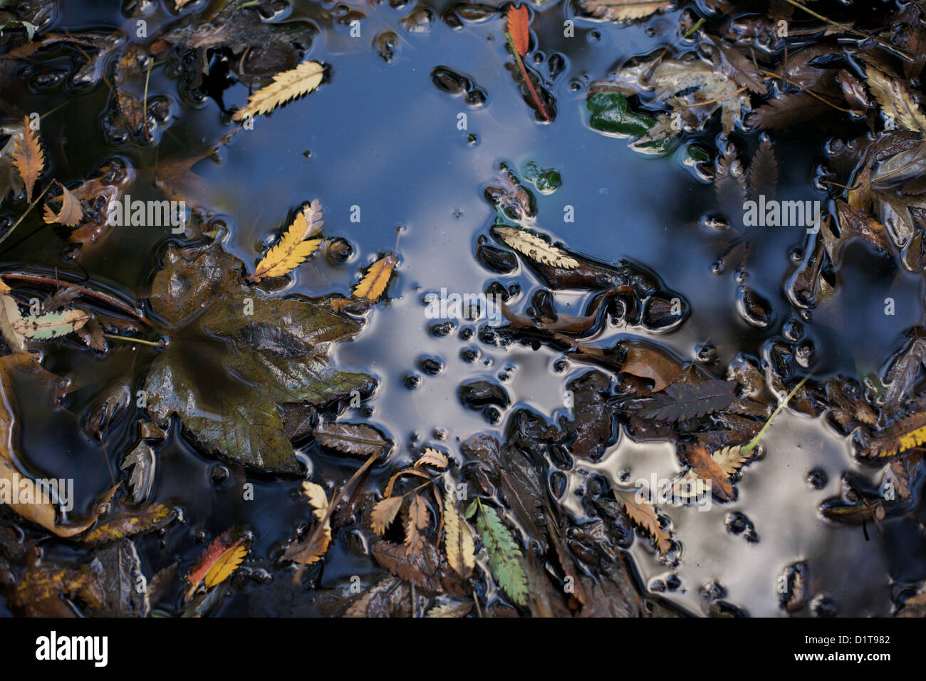 Blue puddle hi-res stock photography and images - Alamy