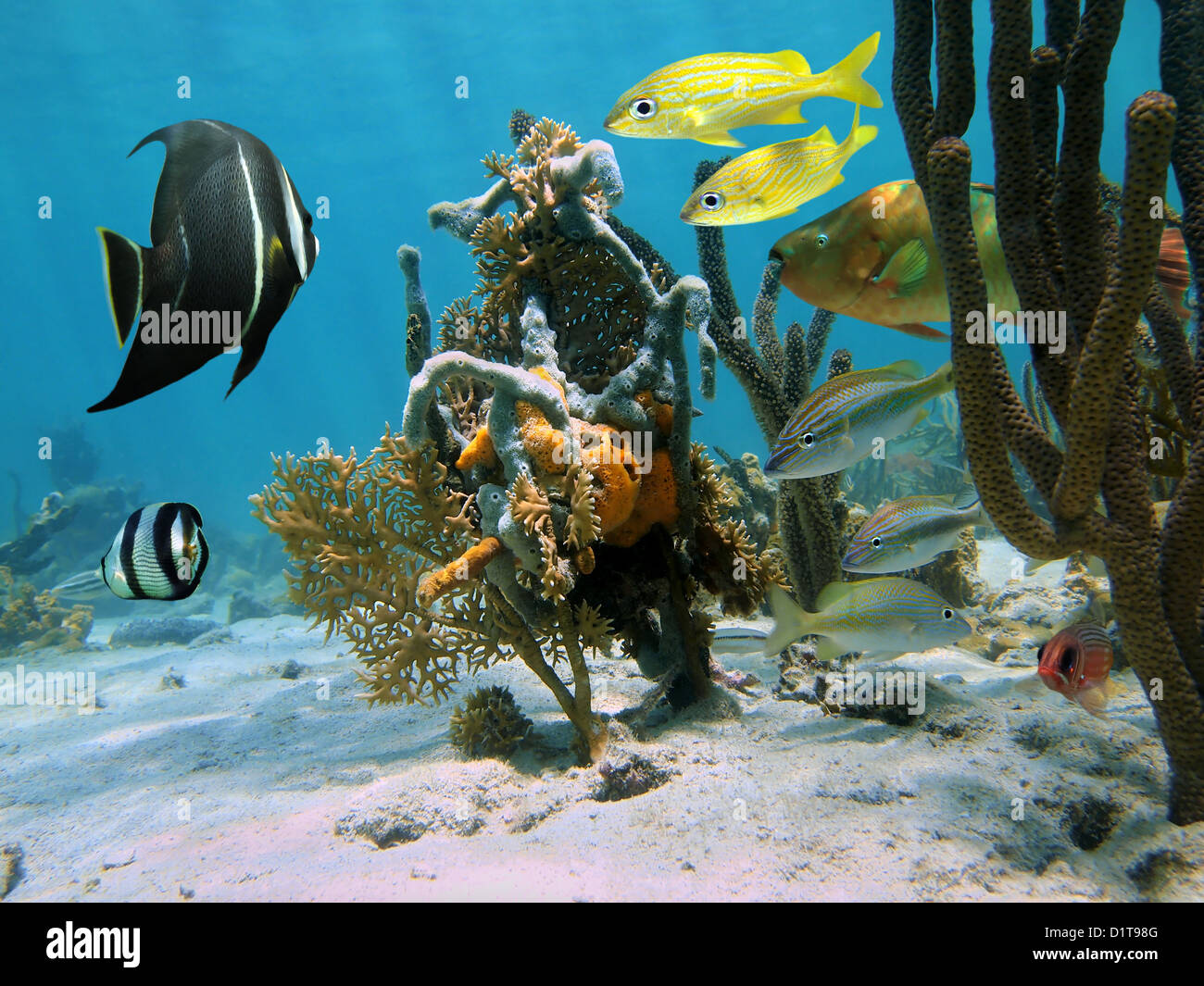 Aquatic life forms hi-res stock photography and images - Alamy