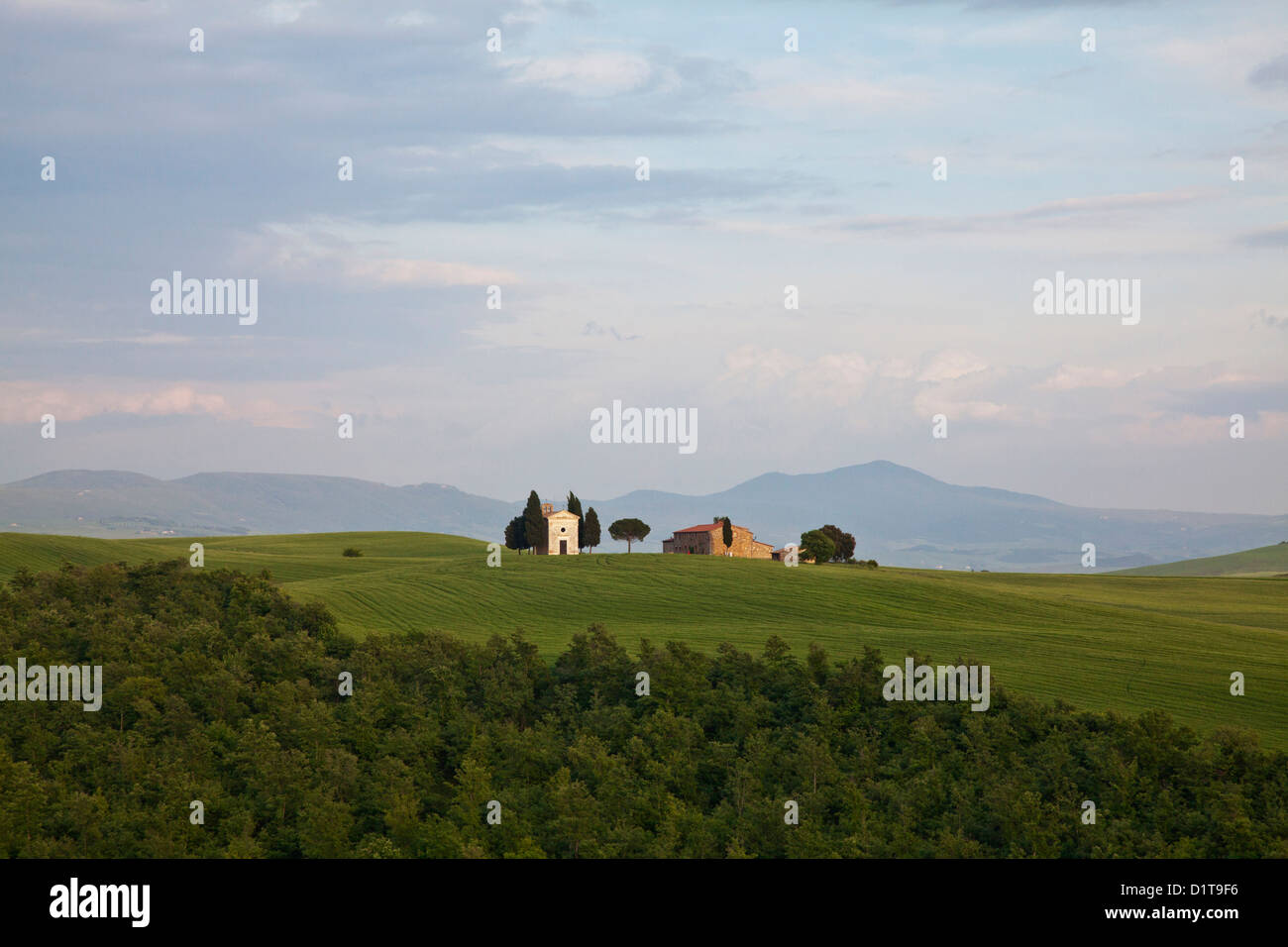 Europe, Italy, Tuscany. Spring Wheat Fields with The Famous Tuscan ...