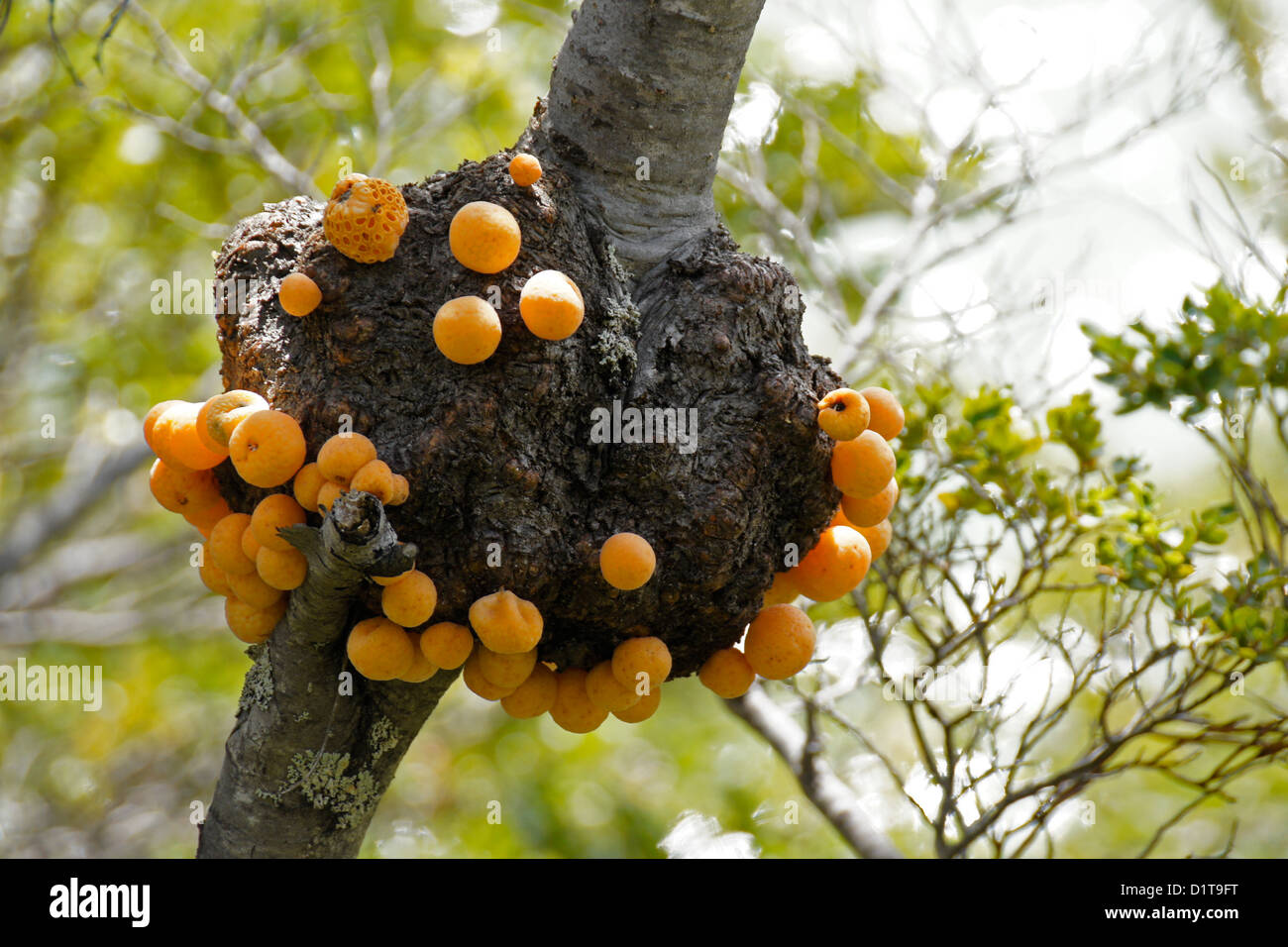 Indio hi-res stock photography and images - Alamy