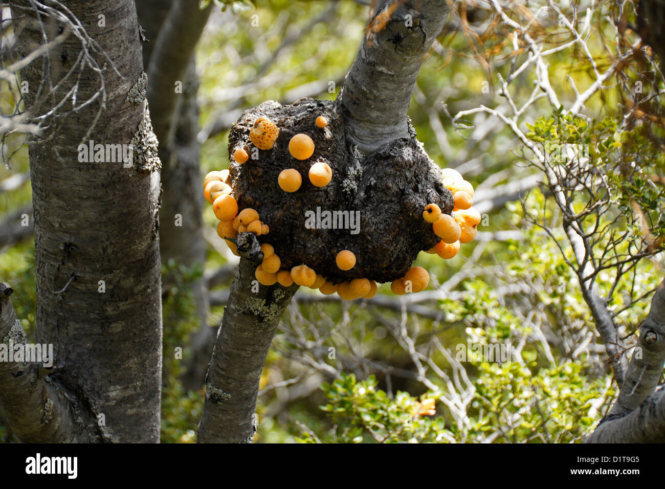 Indio hi-res stock photography and images - Alamy