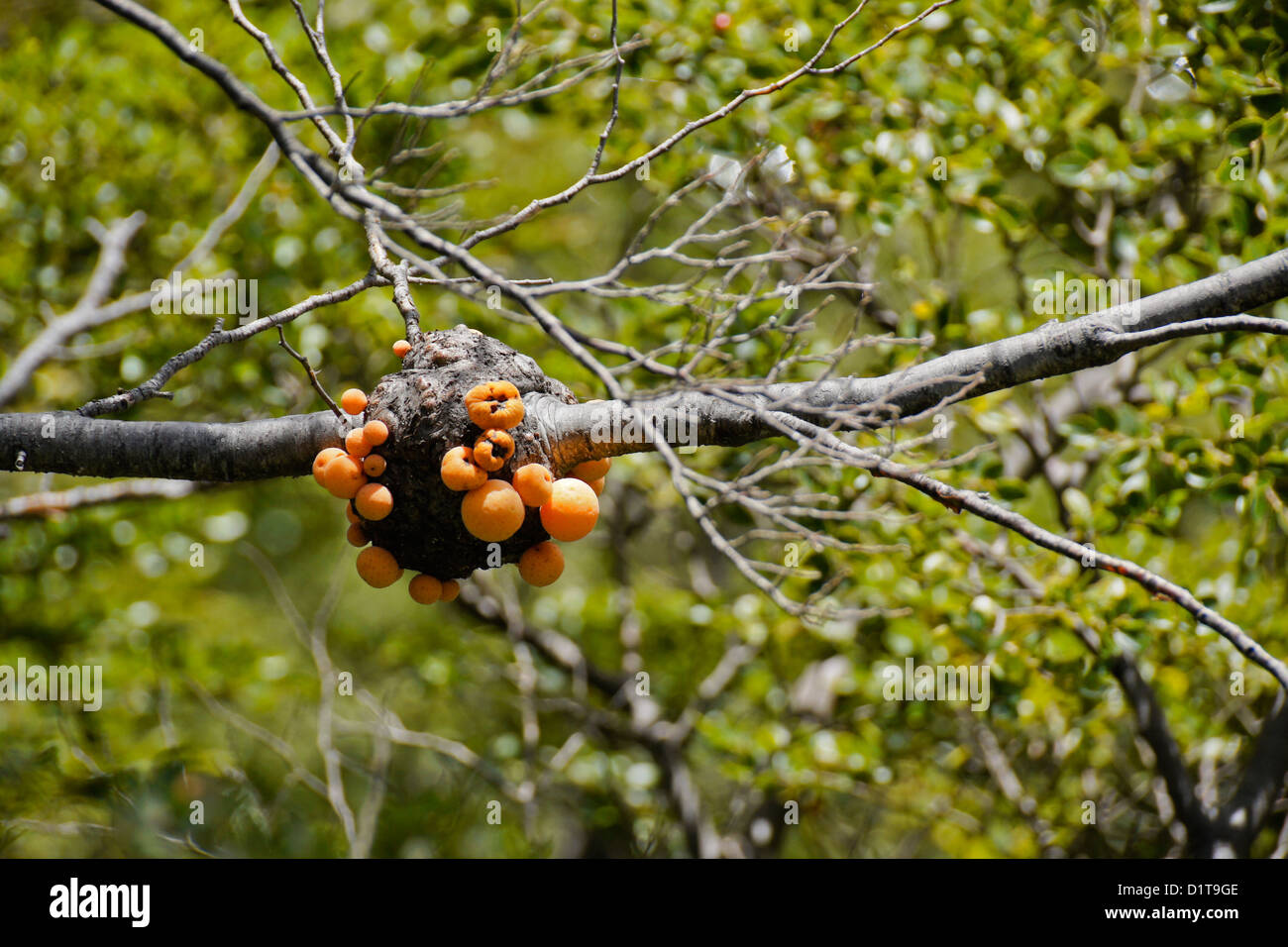 Pan de Indio (Indian bread) growing on Nothofagus tree, Patagonia ...