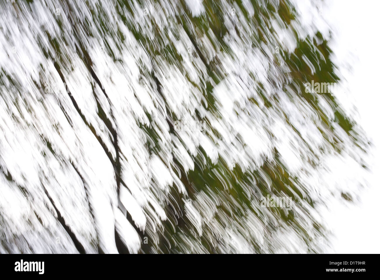 trees showing movement, swaying in the wind Stock Photo - Alamy