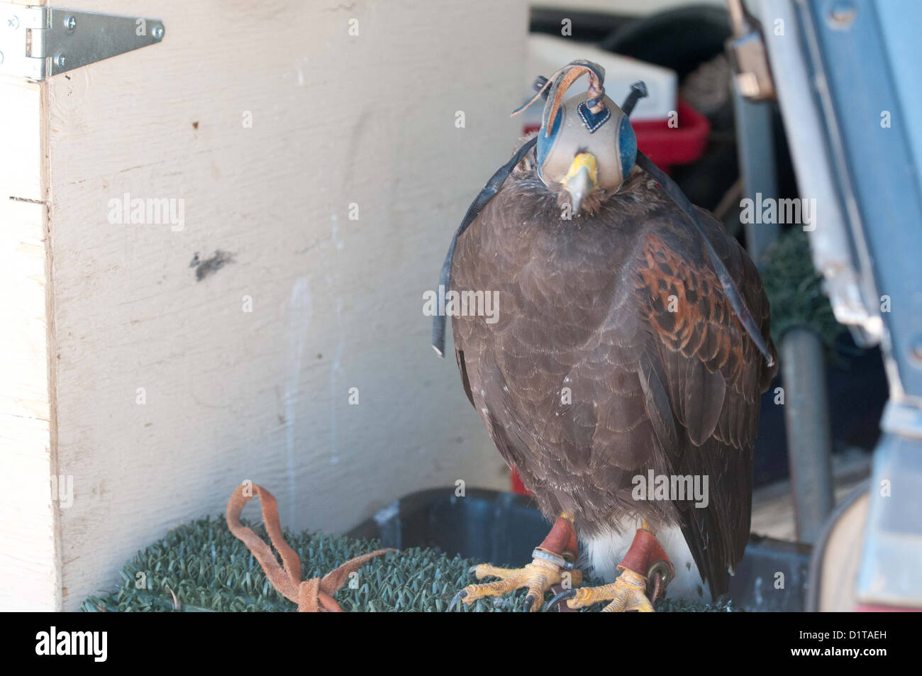 Male falconry hi-res stock photography and images - Alamy