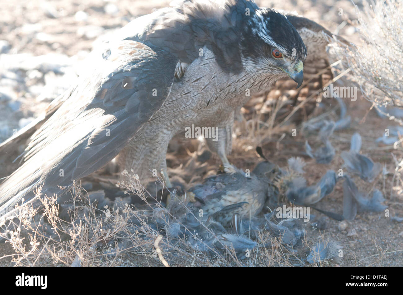 Quail hawk hi-res stock photography and images - Alamy