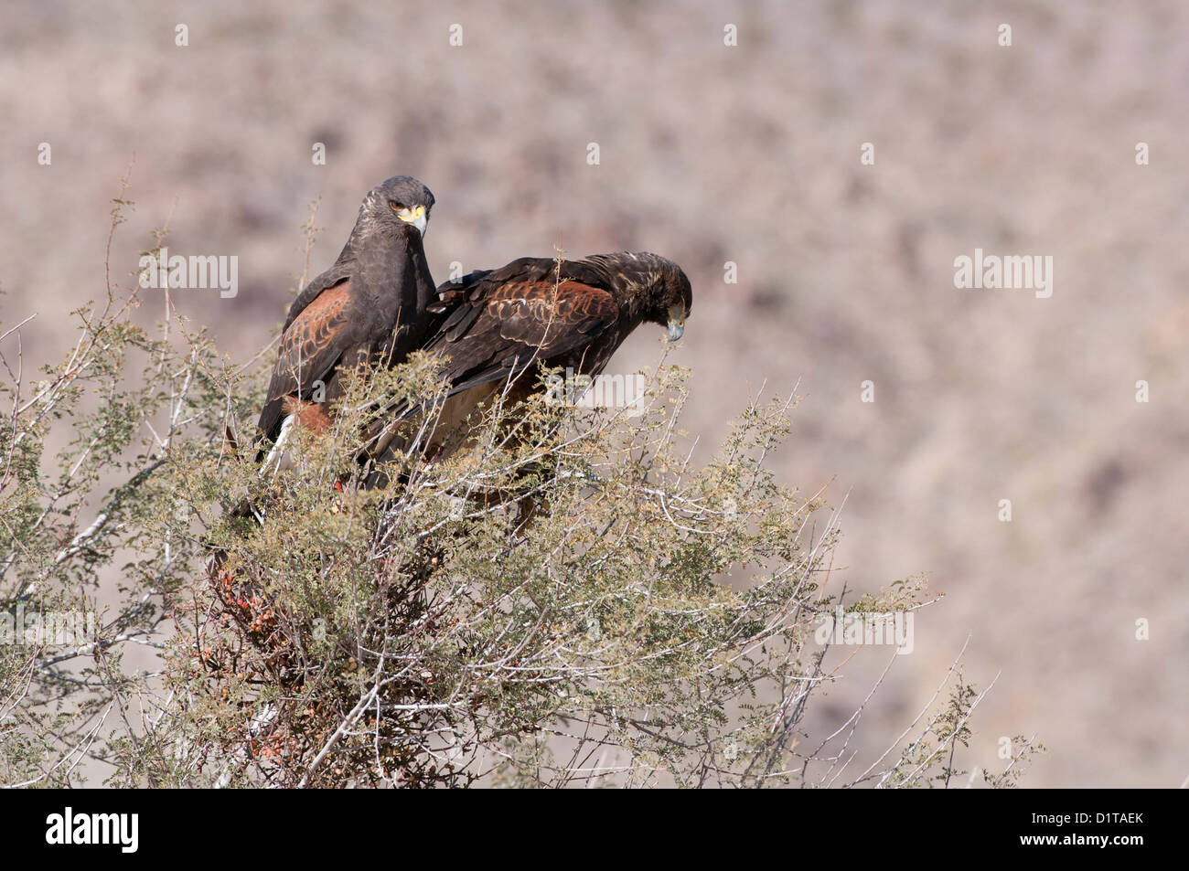 Wait a minute bush hi-res stock photography and images - Alamy