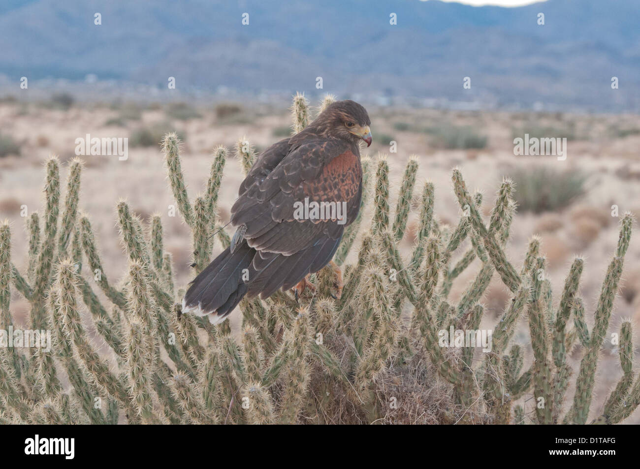 Harris hawk cactus hi-res stock photography and images - Alamy