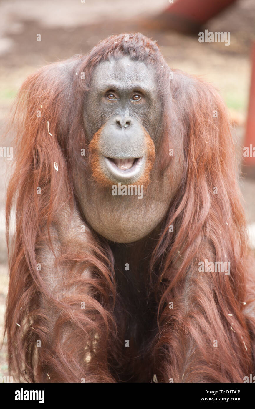 Orangutan looking into camera hi-res stock photography and images - Alamy