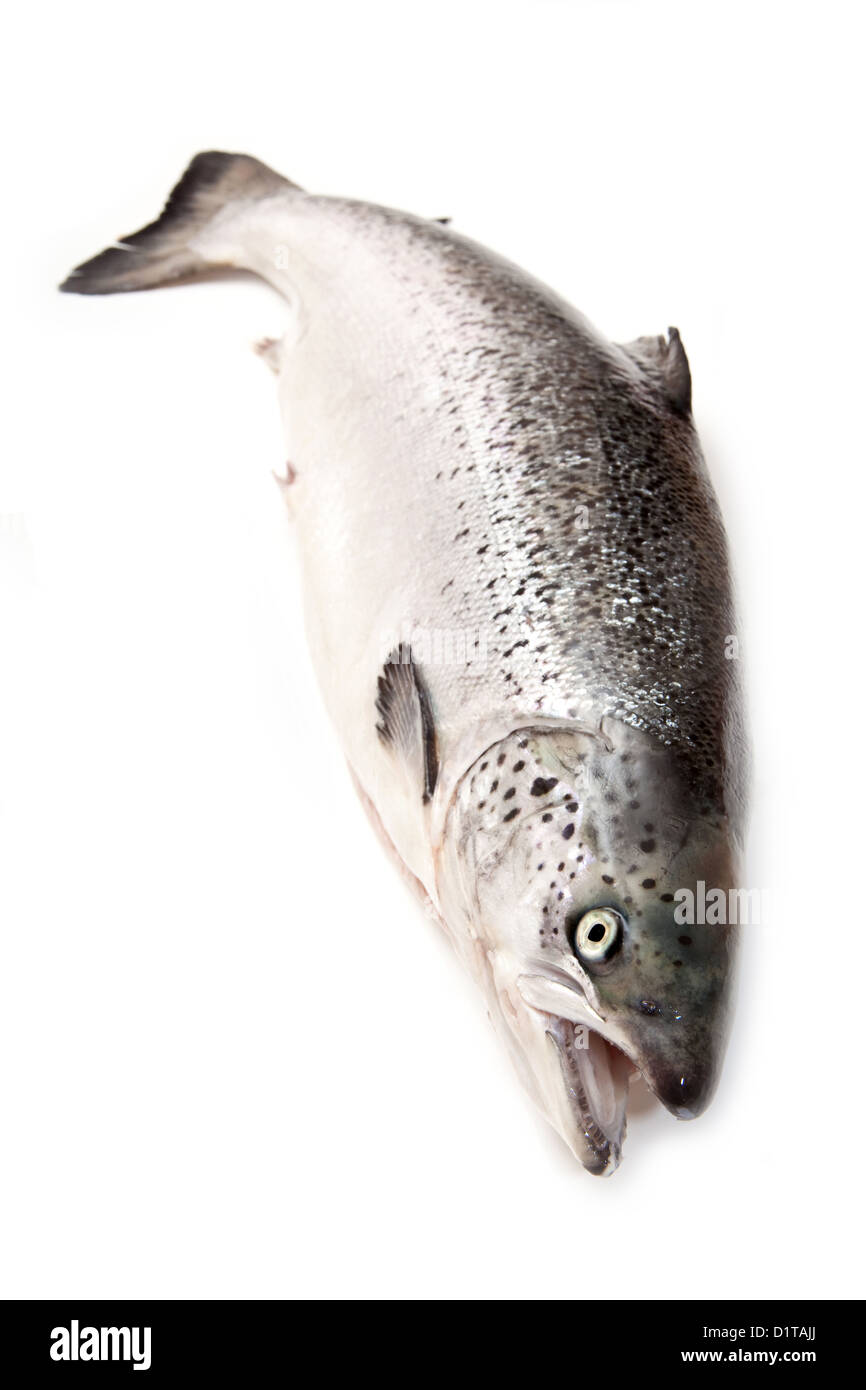 Scottish Atlantic Salmon (Salmo solar) whole, isolated on a white ...