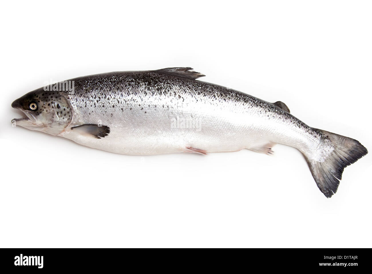 Scottish Atlantic Salmon (Salmo solar) whole, isolated on a white ...