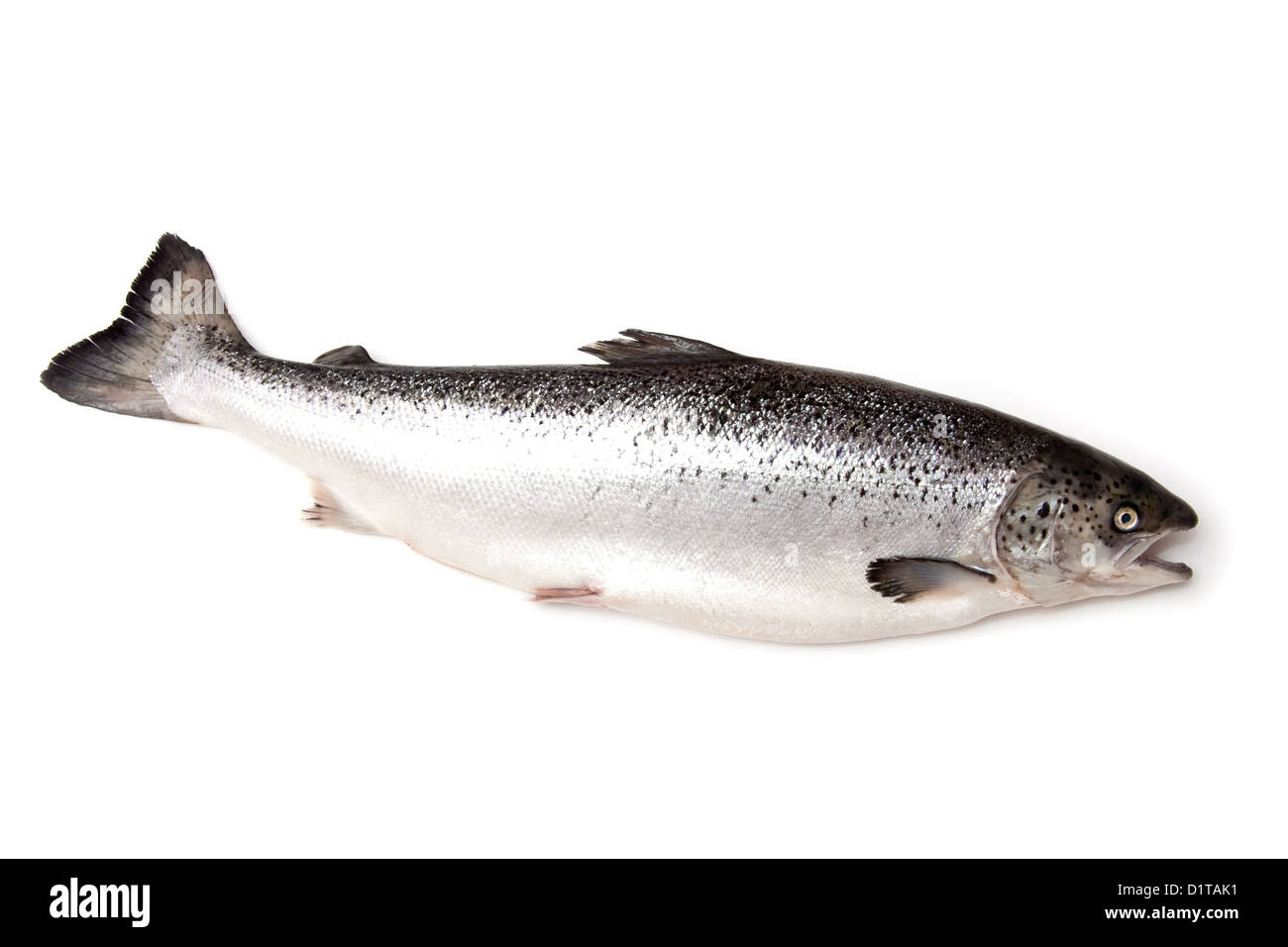 Scottish Atlantic Salmon (Salmo solar) whole, isolated on a white ...