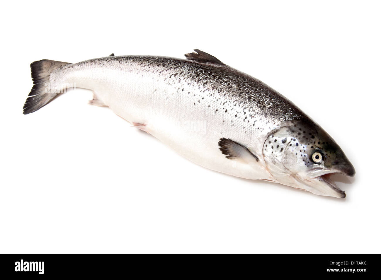 Scottish Atlantic Salmon (Salmo solar) whole, isolated on a white ...