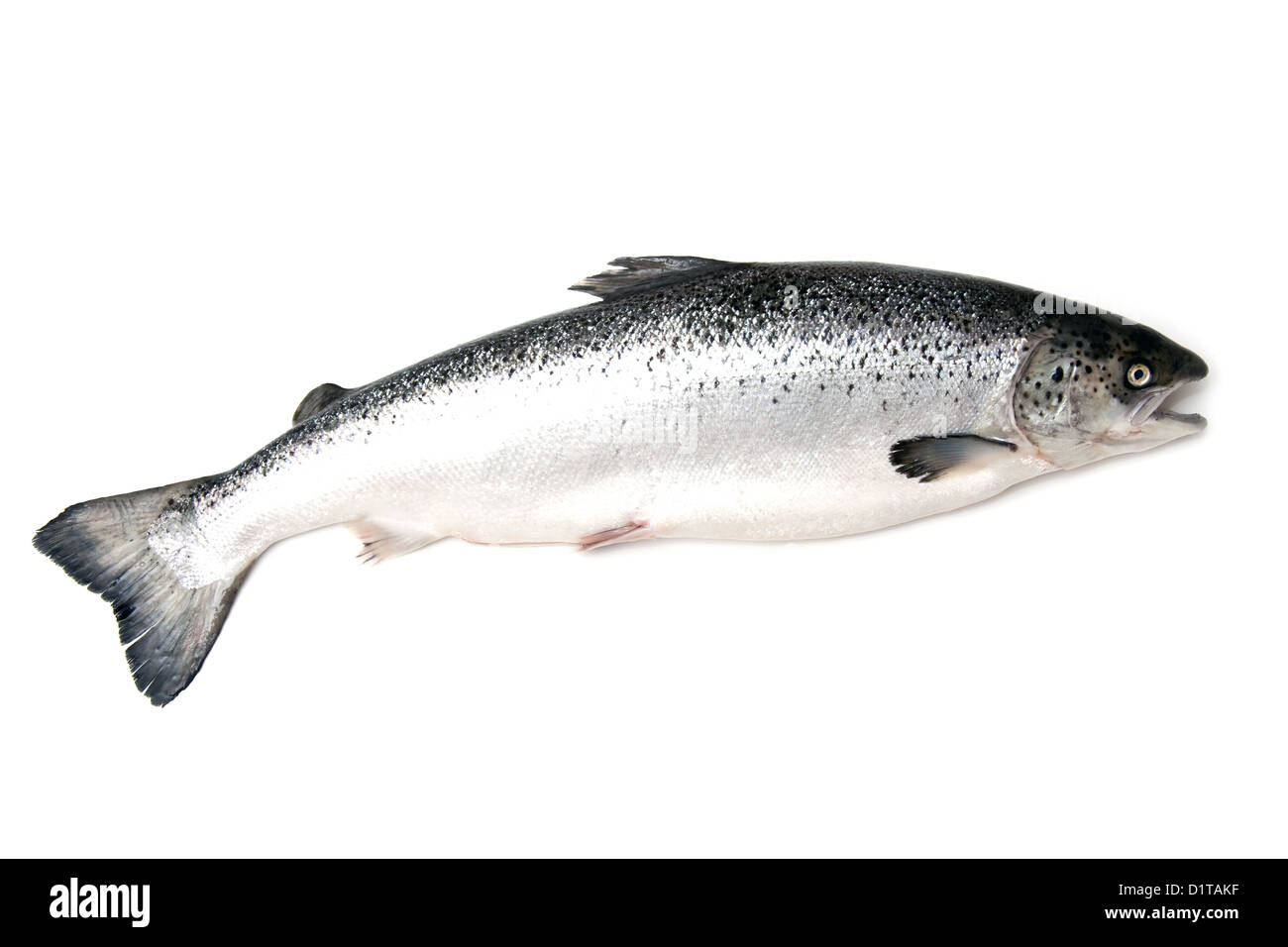 Scottish Atlantic Salmon (Salmo solar) whole, isolated on a white ...