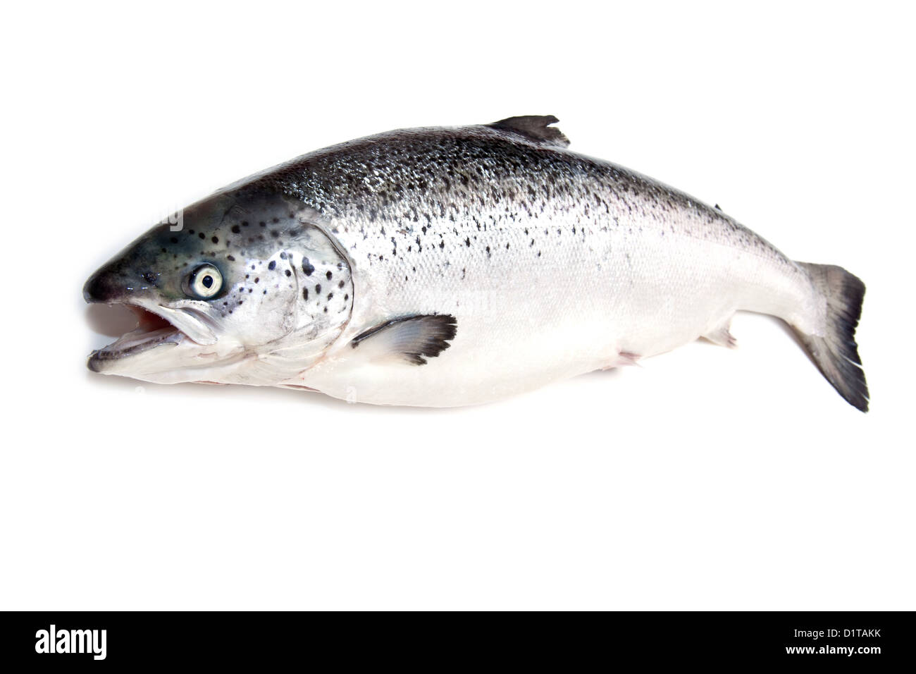 Scottish Atlantic Salmon (Salmo solar) whole, isolated on a white ...