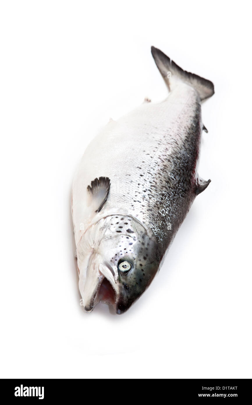 Scottish Atlantic Salmon (Salmo solar) whole, isolated on a white ...