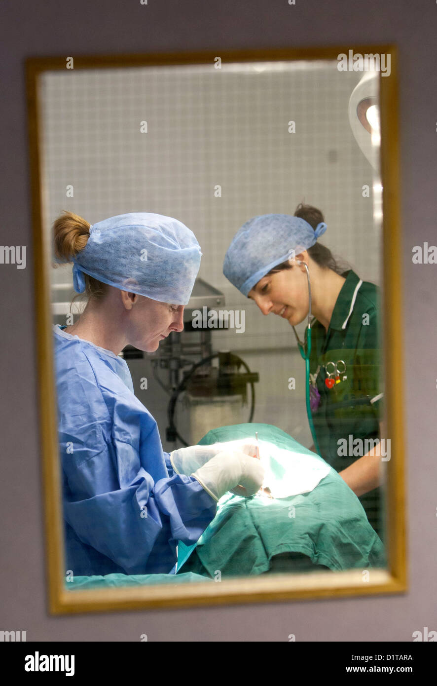 Veterinary operation hi-res stock photography and images - Alamy