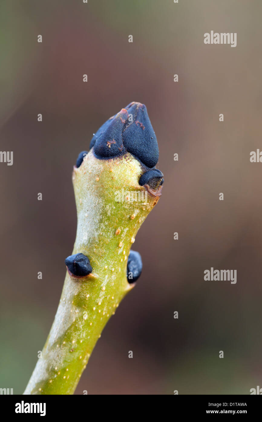 Ash Tree Bud; Fraxinus excelsior; UK Stock Photo - Alamy