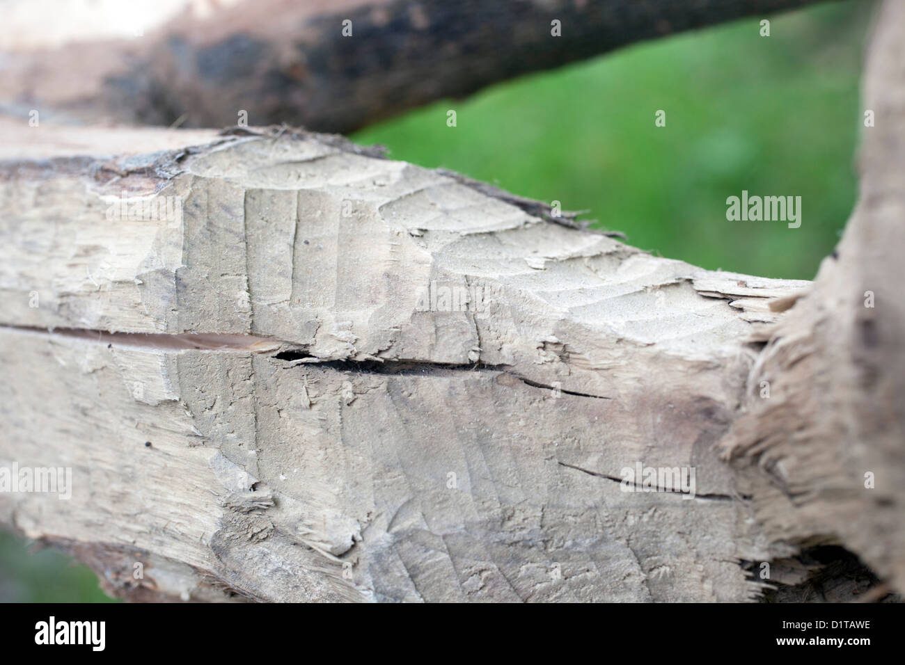 Beaver tree damage hi-res stock photography and images - Alamy