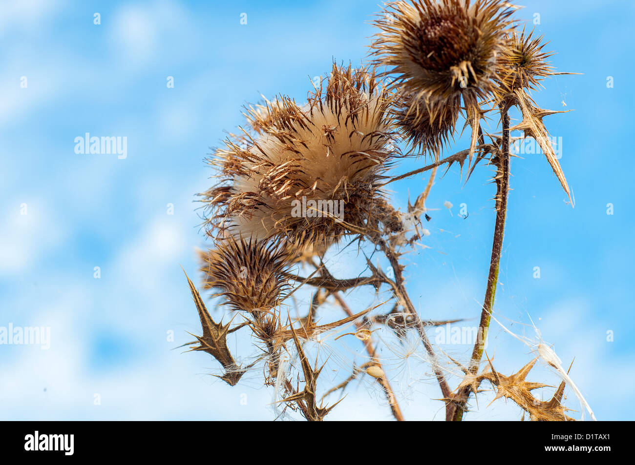 An image of carduus plant Stock Photo - Alamy