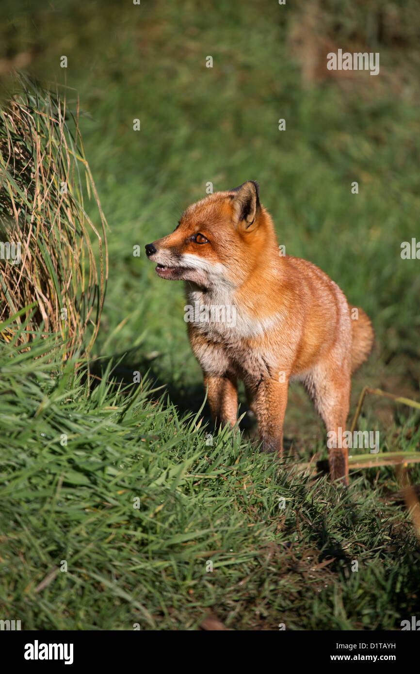 Fox outdoors hi-res stock photography and images - Alamy