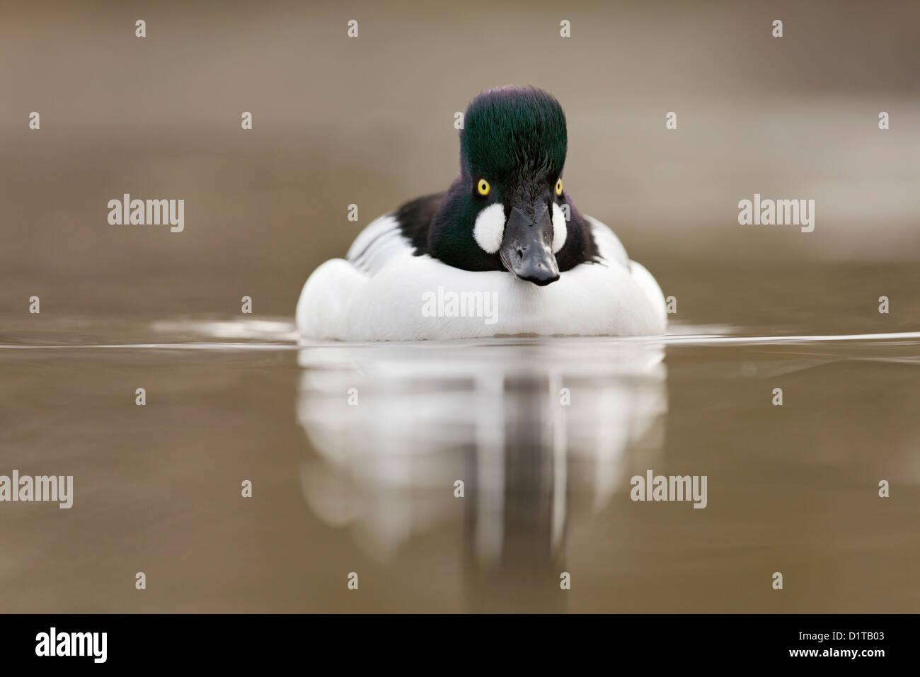 Goldeneye; Bucephala clangula; Drake; UK; Winter Stock Photo - Alamy