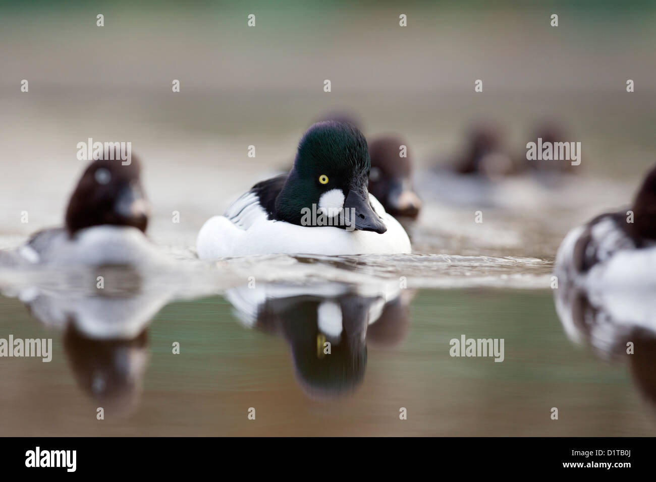 Goldeneye; Bucephala clangula; Pair; UK; Winter Stock Photo - Alamy