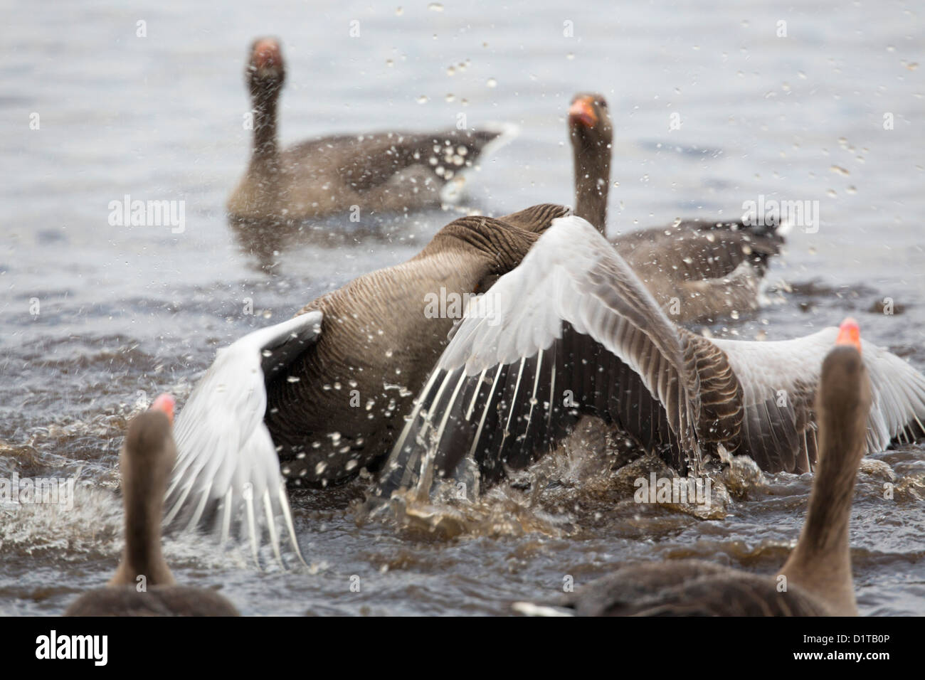 Geese Fighting High Resolution Stock Photography and Images - Alamy