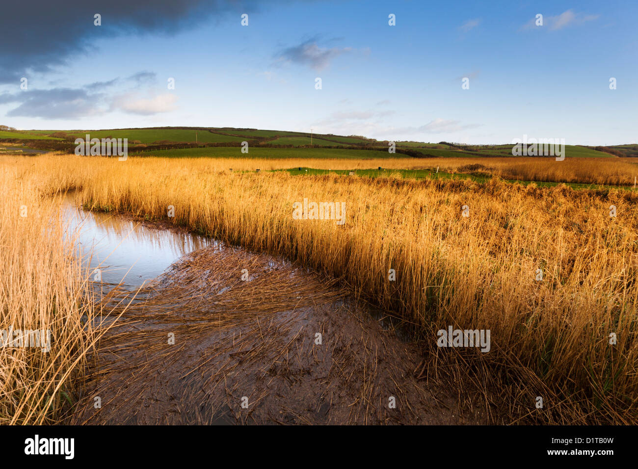 Gunwalloe; Reed Bed; Cornwall; UK; Winter Stock Photo - Alamy