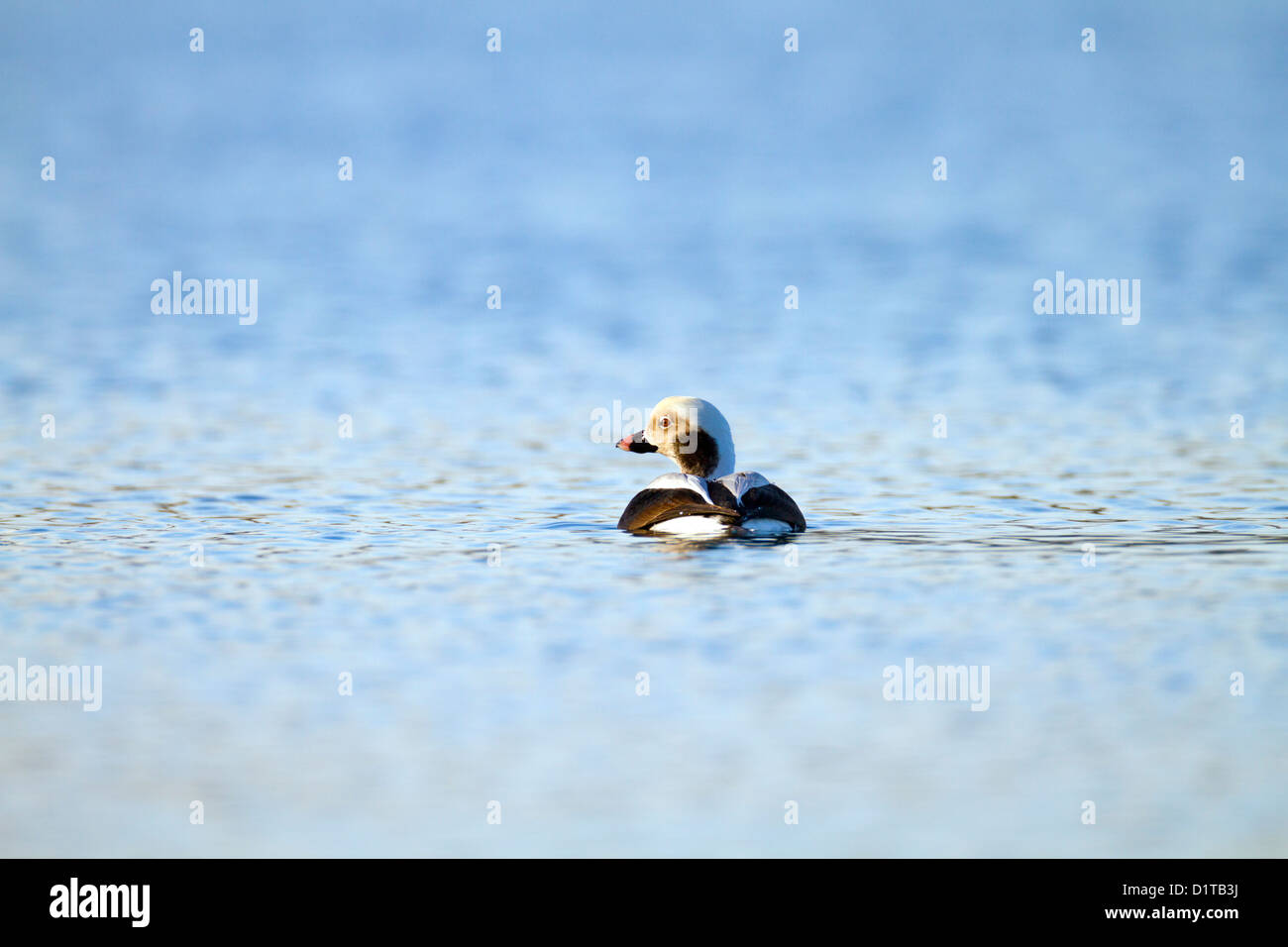 Drake long tailed duck hi-res stock photography and images - Alamy