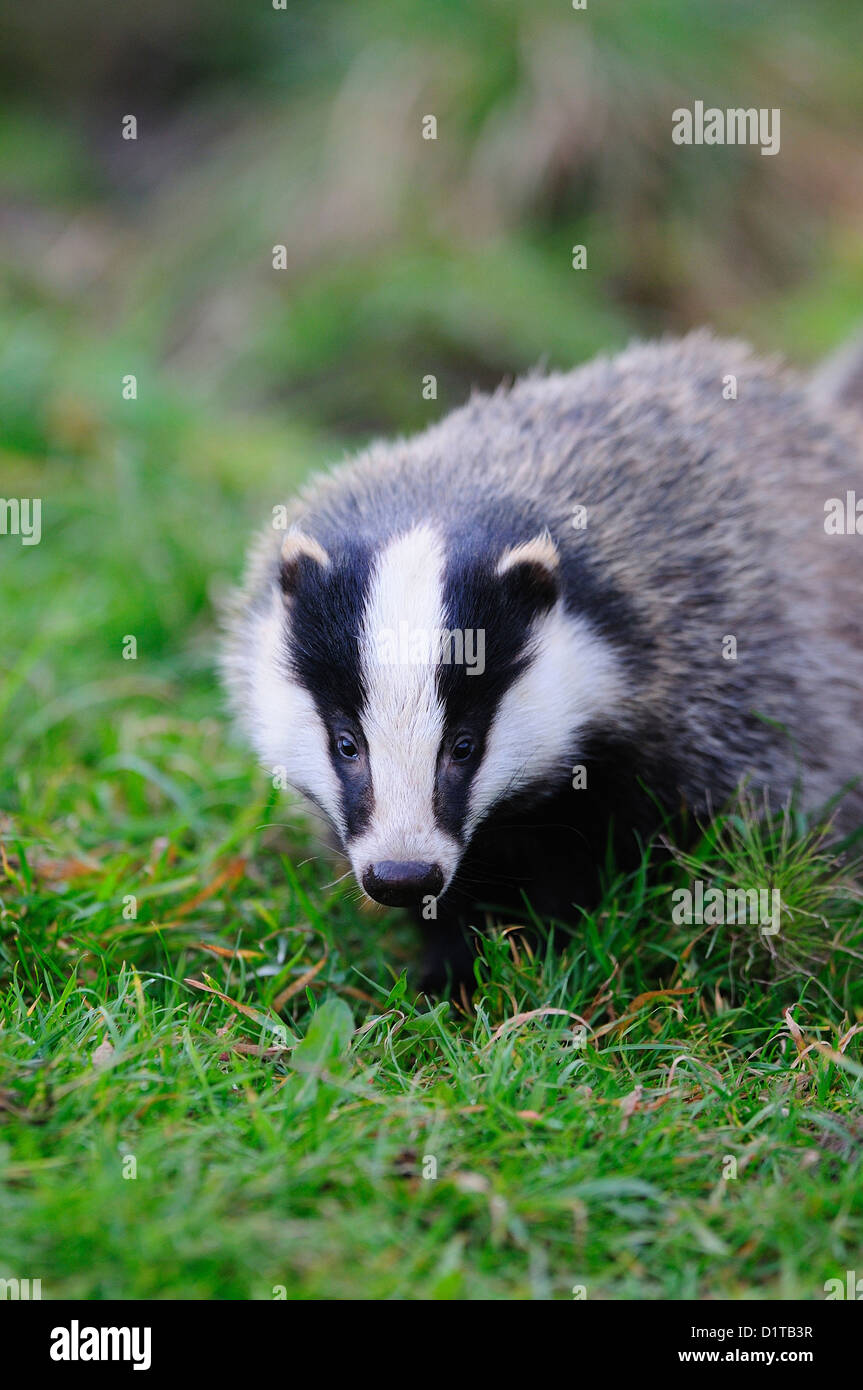 A badger walking forwards UK Stock Photo - Alamy