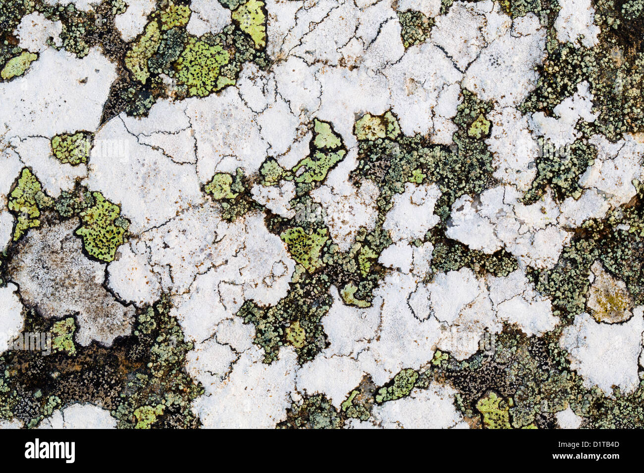 Map Lichen; Rhizocarpon geographicum; Cornwall; UK Stock Photo - Alamy