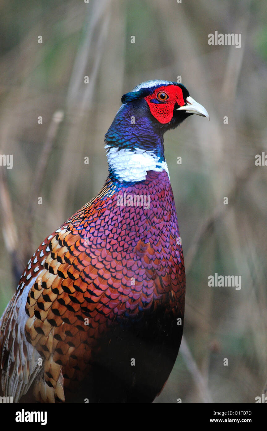 A male pheasant Stock Photo - Alamy