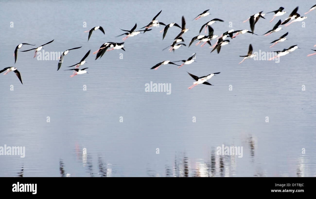 Flock of birds Stock Photo - Alamy