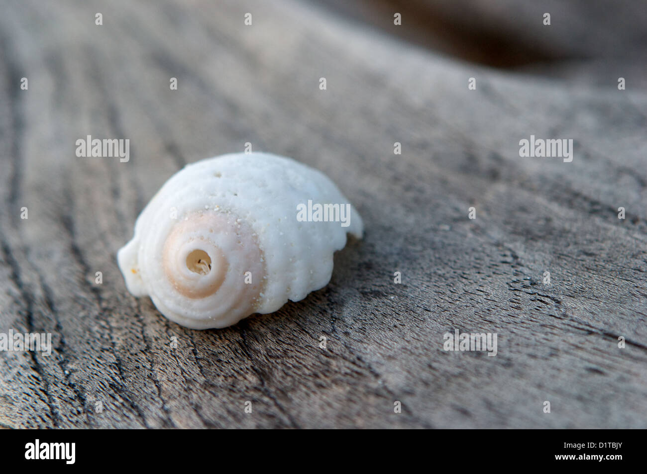 A close up of a sea shell on a driftwood bench, Baa Atoll Maldives ...