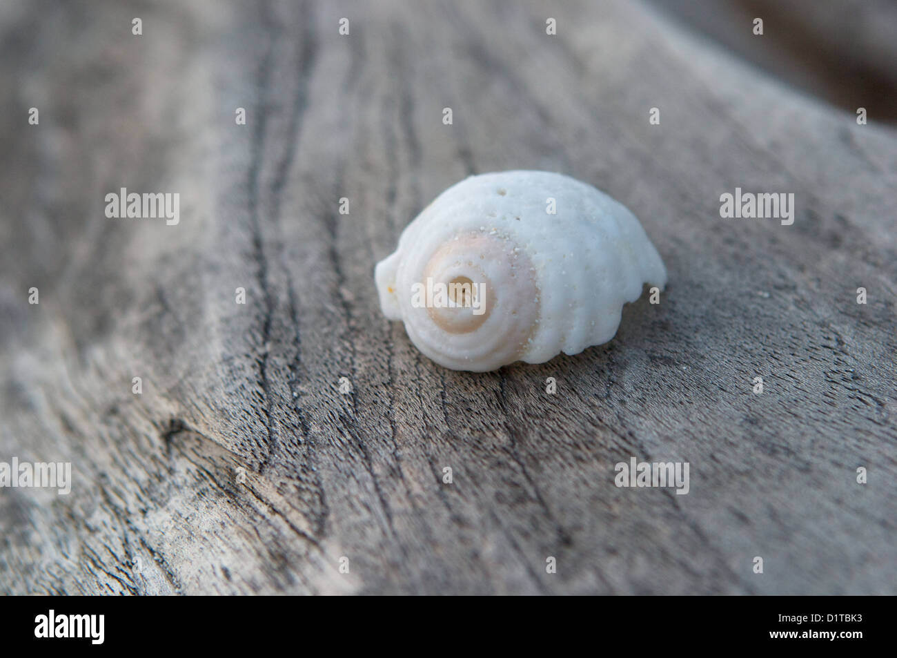 A close up of a sea shell on a driftwood bench Baa Atoll Maldives Stock ...