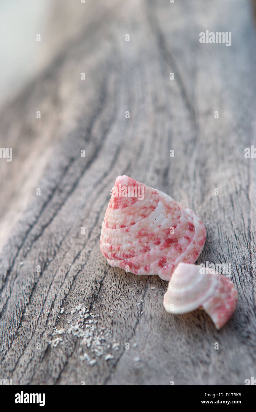 A close up of a Sea shells on a driftwood bench, Baa Atoll Maldives ...