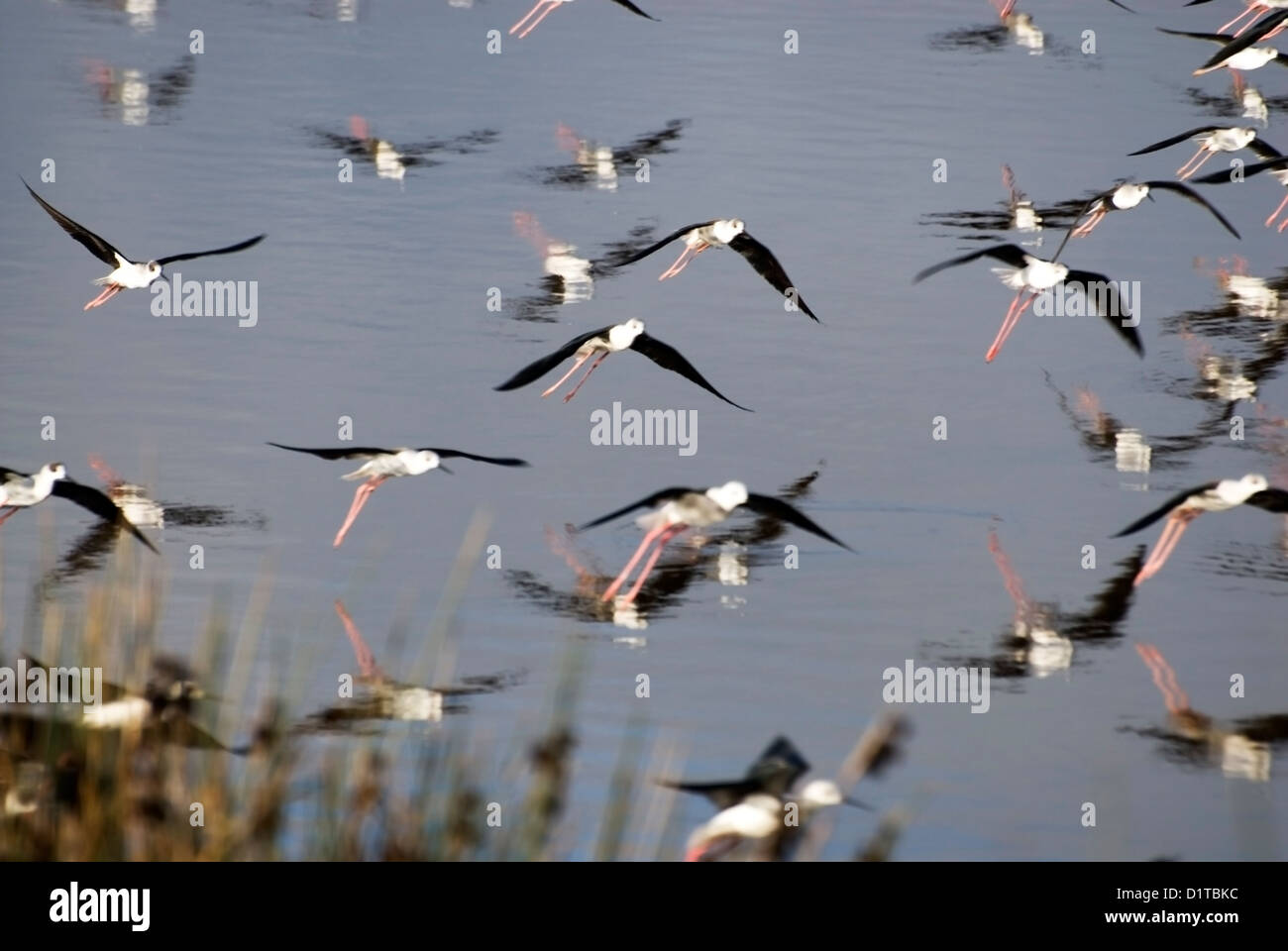 Flock of birds Stock Photo - Alamy