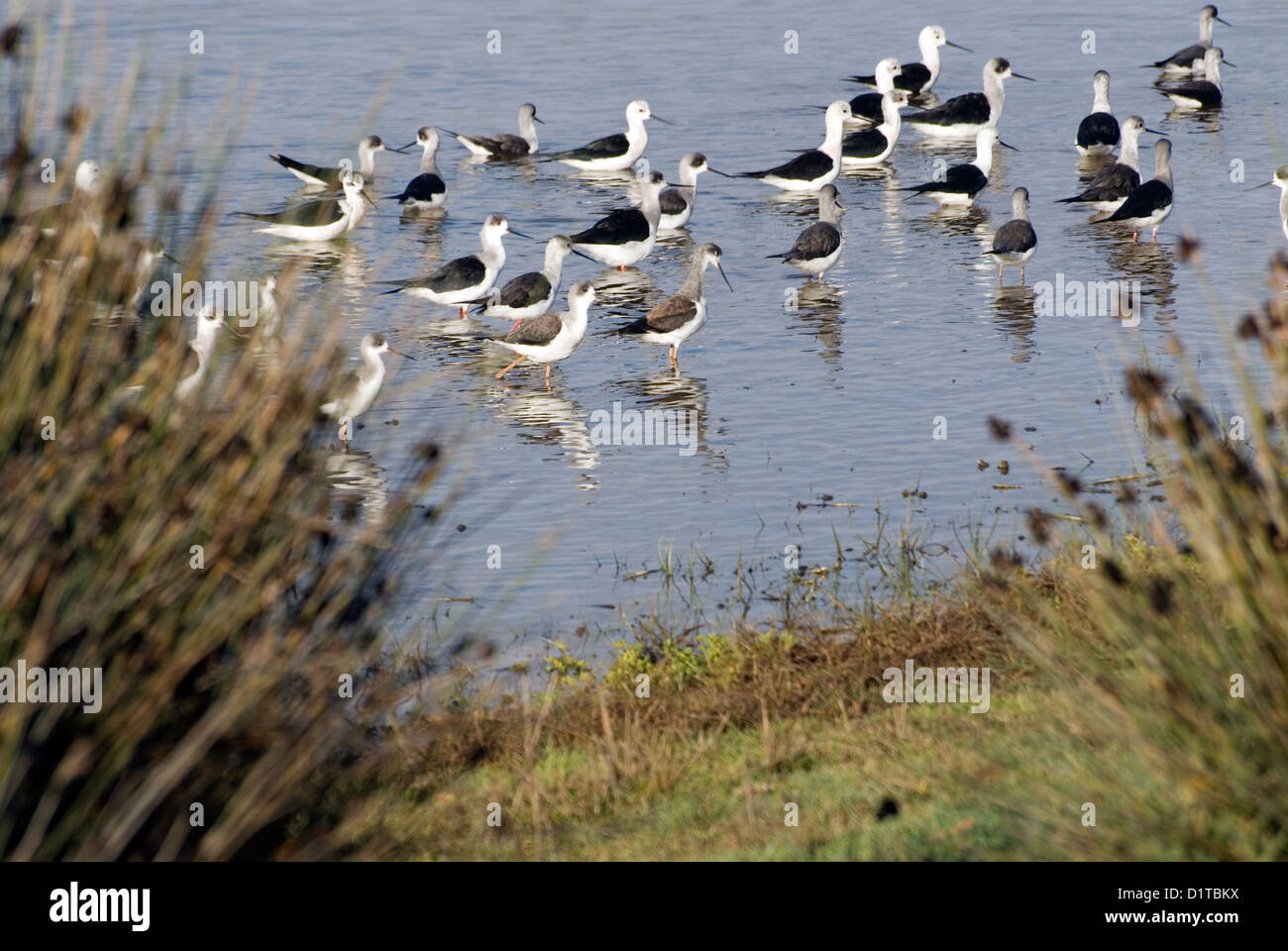 Flock of birds Stock Photo - Alamy