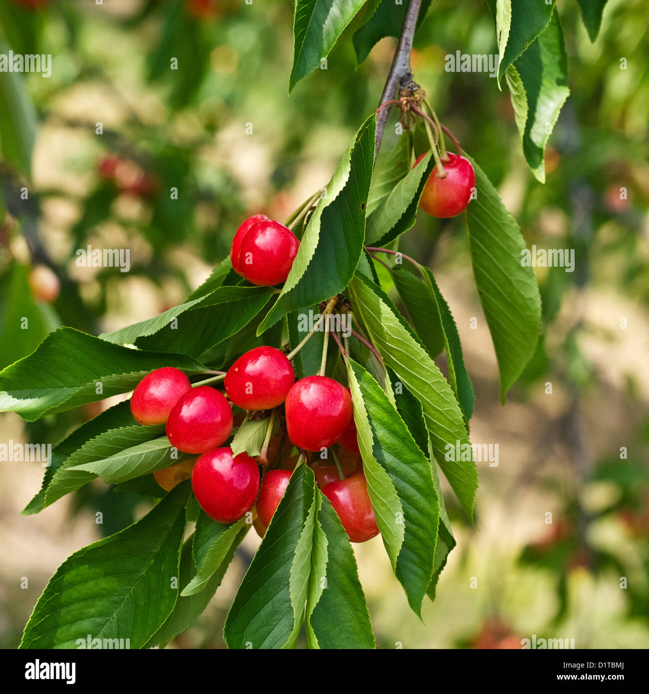 Cherries on Tree Stock Photo - Alamy