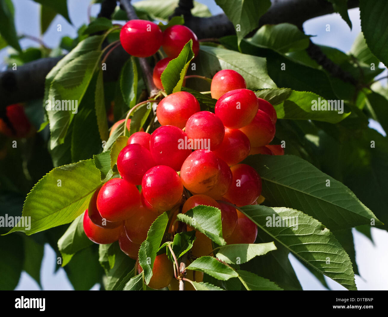 Cherries on Tree Stock Photo - Alamy