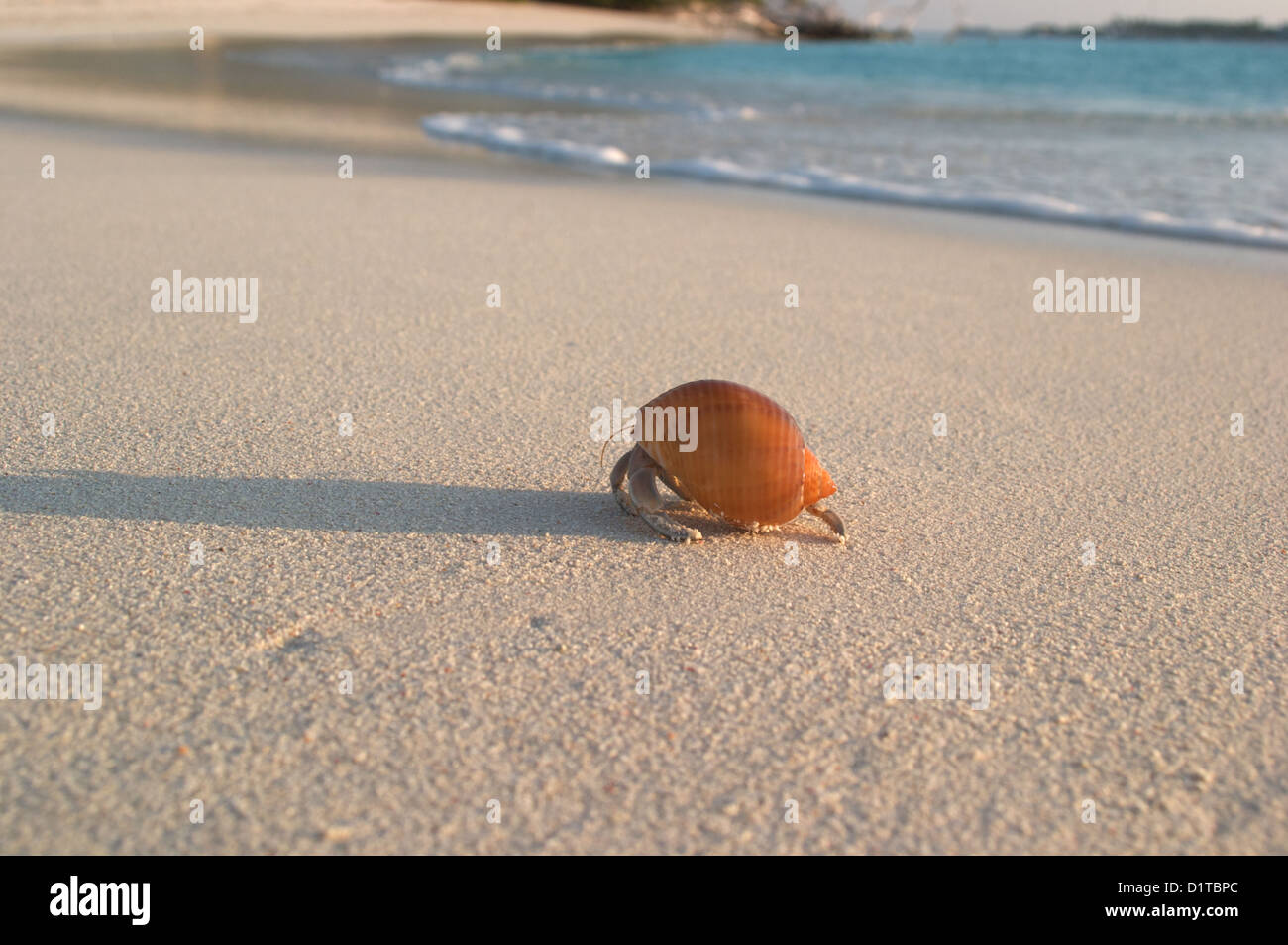 A Hermit Crab at sunset on a beach in the Baa Atoll Maldives Stock ...
