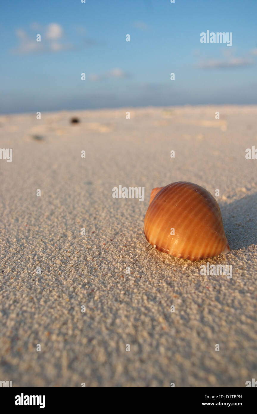 A Hermit Crab at sunset on a beach in the Baa Atoll Maldives Stock ...