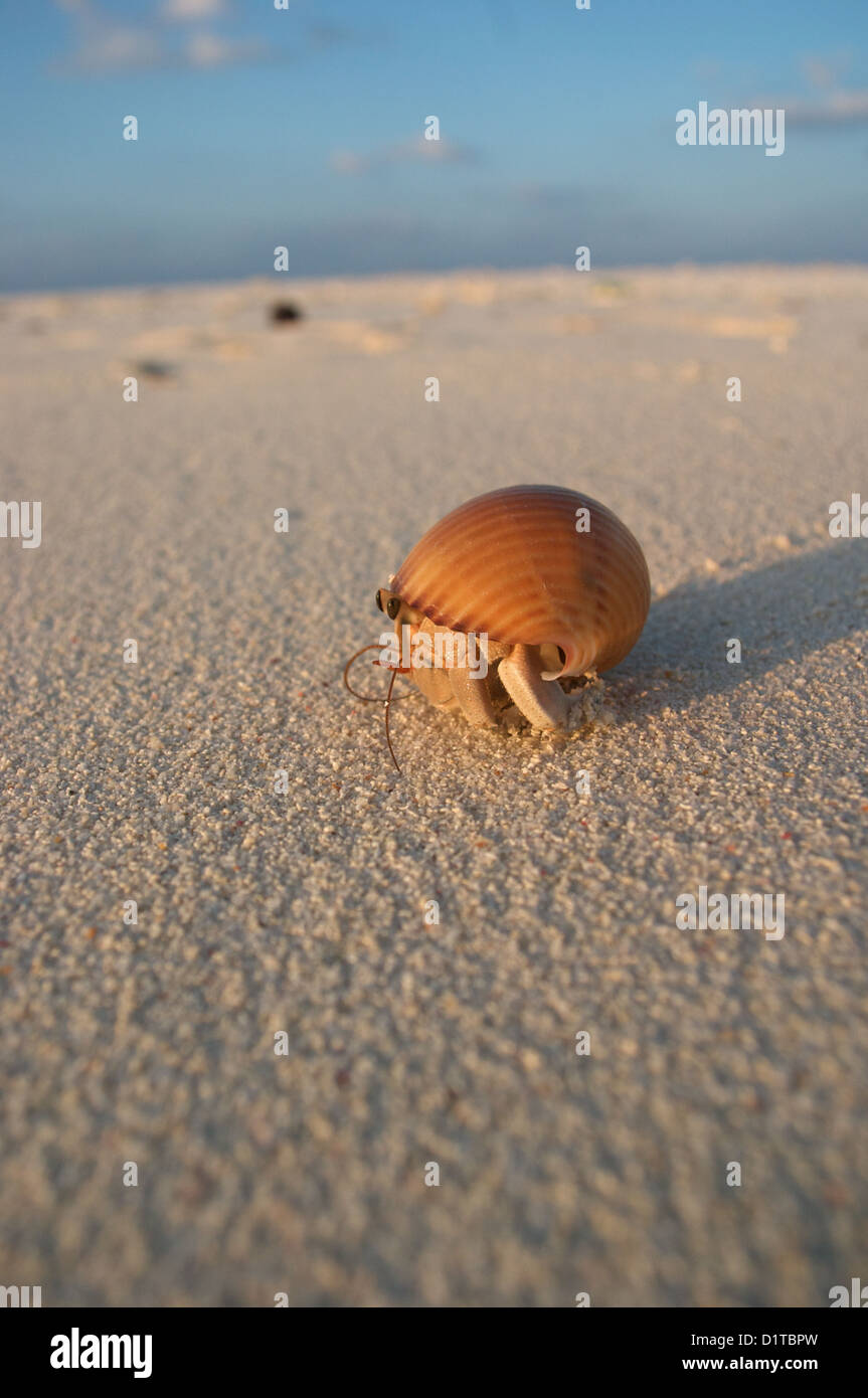 A Hermit Crab at sunset on a beach in the Baa Atoll Maldives Stock ...