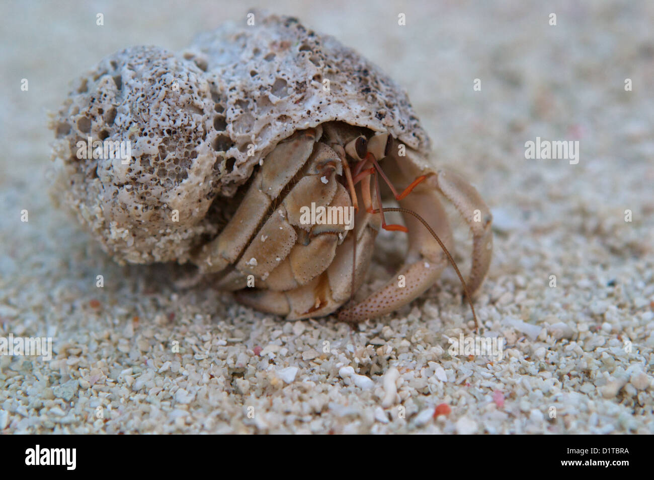 A Hermit Crab at sunset on a beach in the Baa Atoll Maldives Stock ...