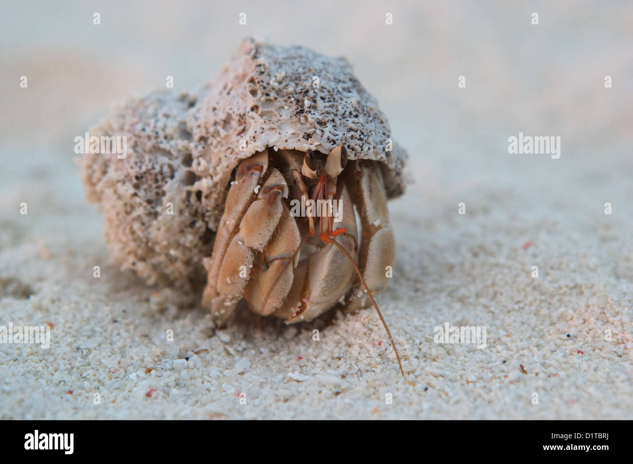 A Hermit Crab at sunset on a beach in the Baa Atoll Maldives Stock ...
