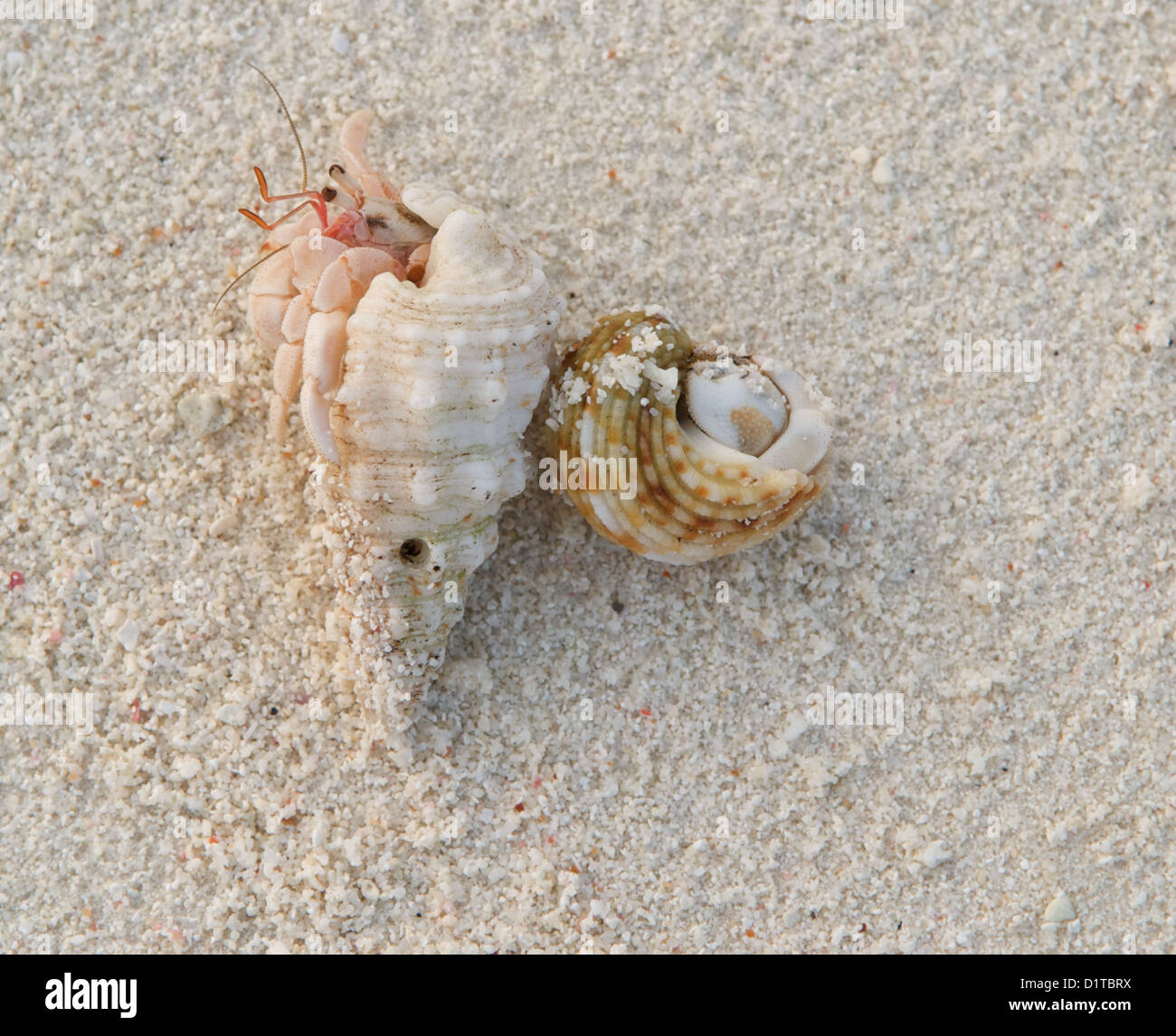A Hermit Crab at sunset on a beach in the Baa Atoll Maldives Stock ...